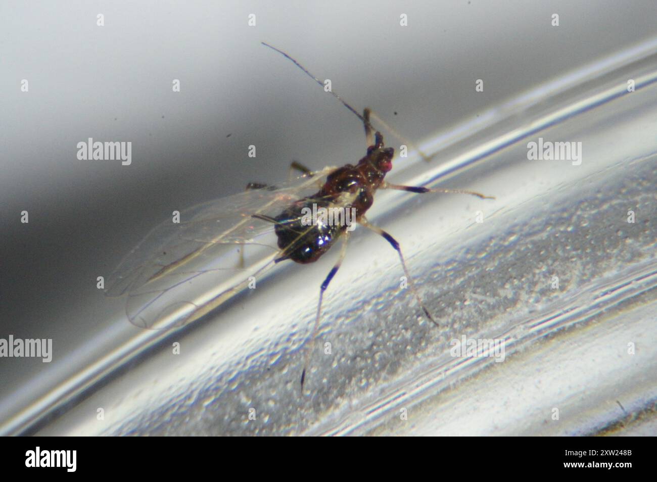 Aphids (Aphididae) Insecta Stock Photo - Alamy