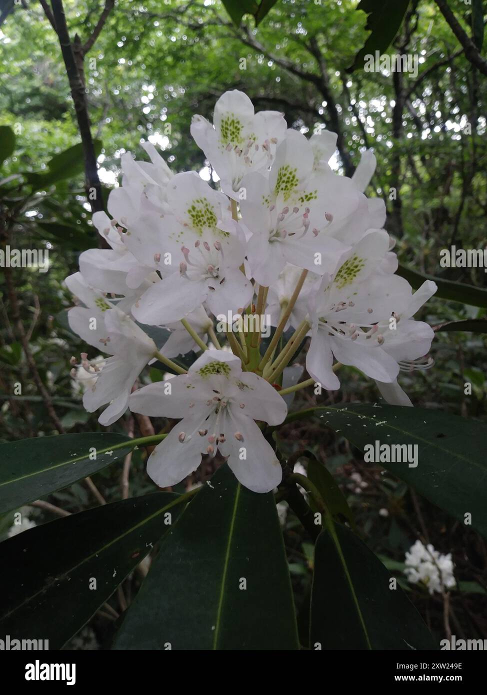 great rhododendron (Rhododendron maximum) Plantae Stock Photo - Alamy
