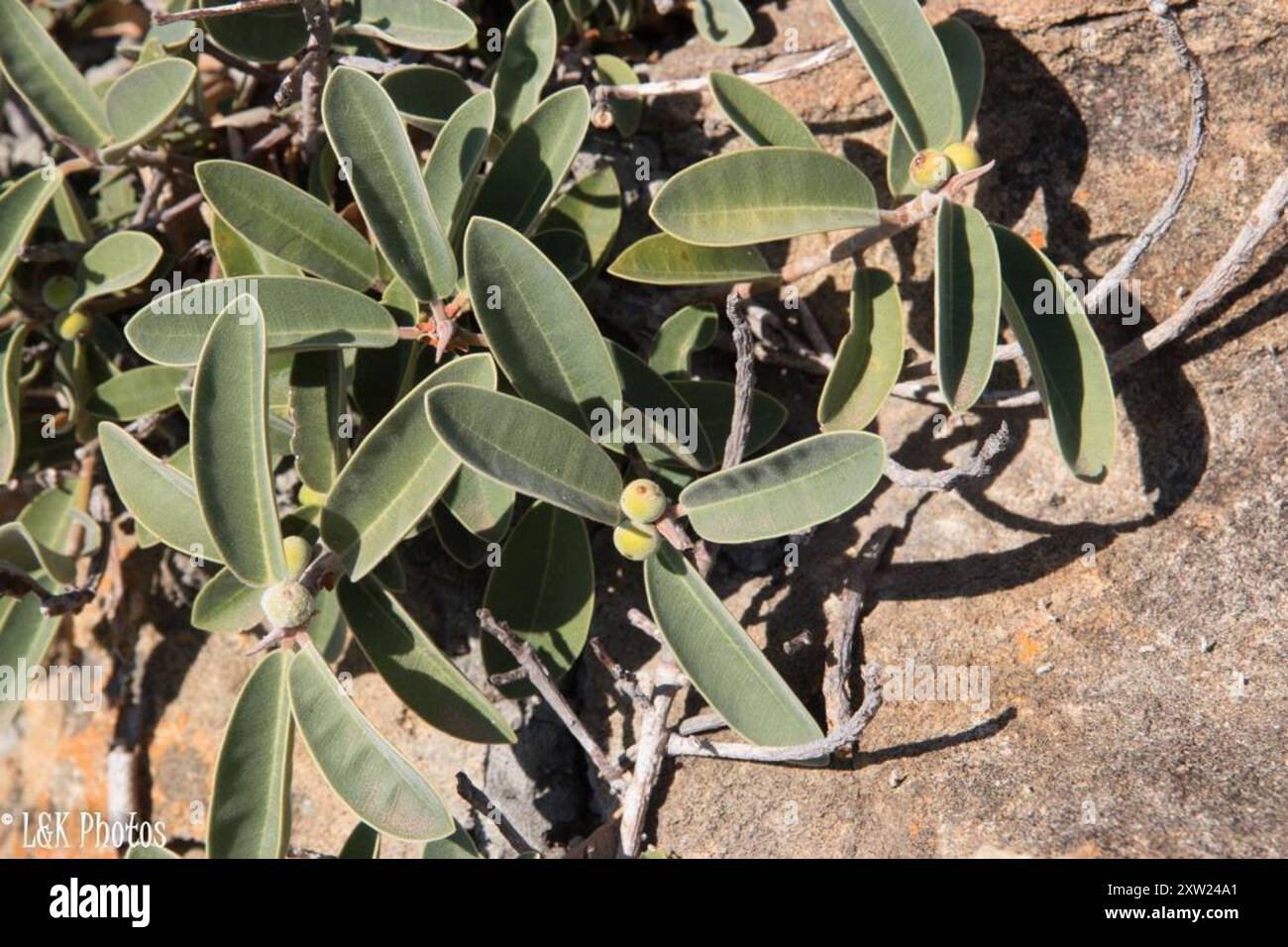 (Ficus menabeensis) Plantae Stock Photo - Alamy