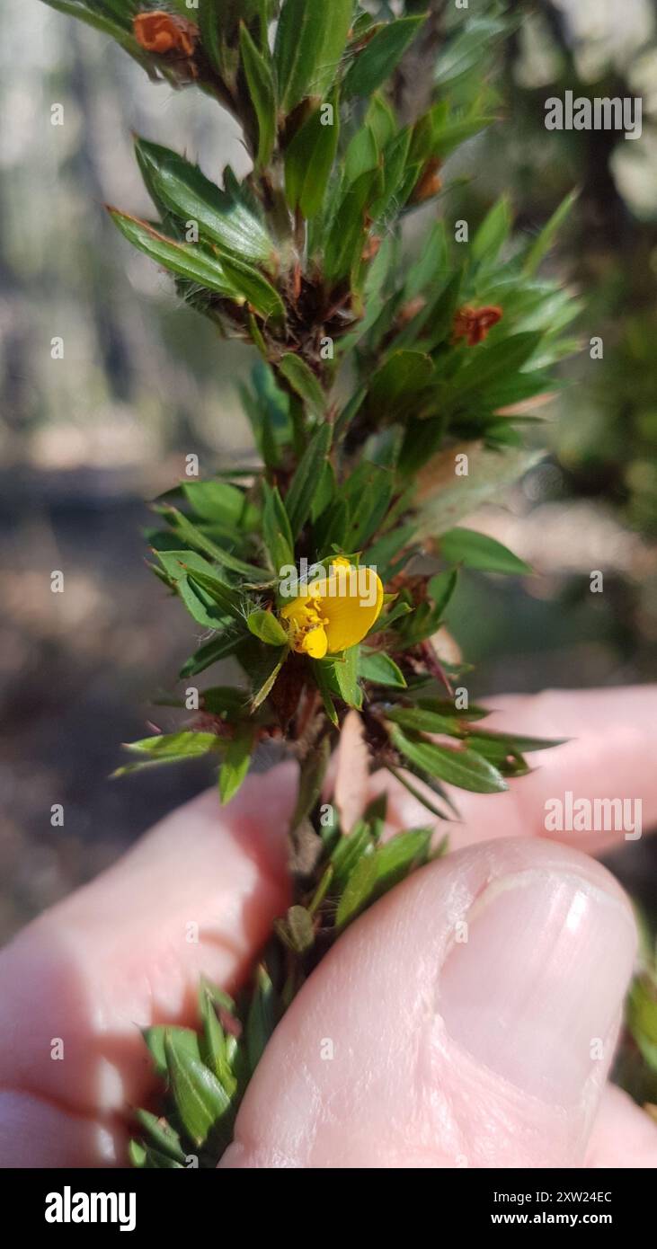 yellow bush-pea (Pultenaea villifera) Plantae Stock Photo - Alamy