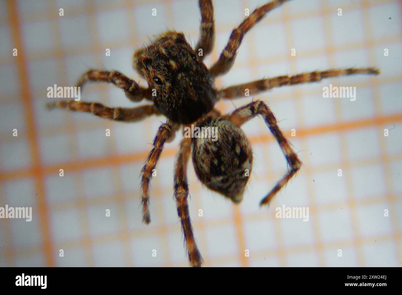 Downy jumping spider (Attulus pubescens) Arachnida Stock Photo - Alamy