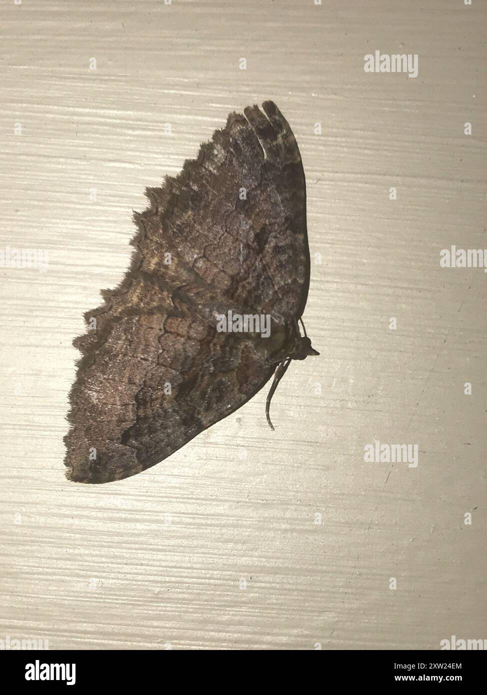 Tissue Moth (Triphosa haesitata) Insecta Stock Photo - Alamy