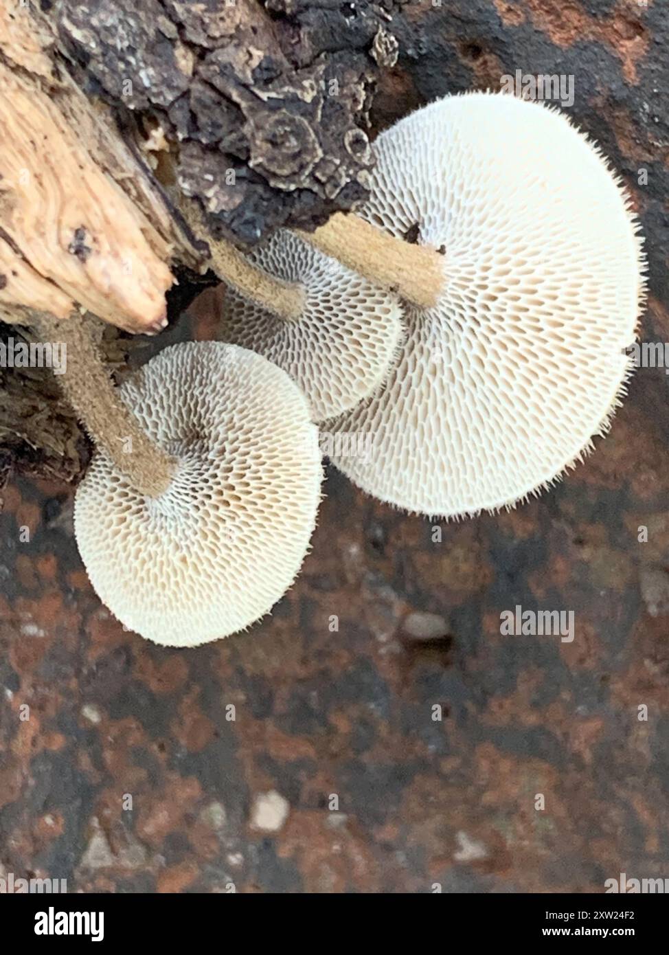 Spring Polypore (Lentinus arcularius) Fungi Stock Photo - Alamy