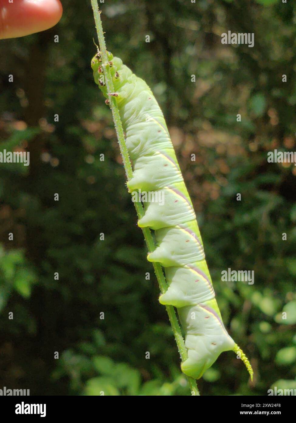 Rustic Sphinx (Manduca rustica) Insecta Stock Photo - Alamy
