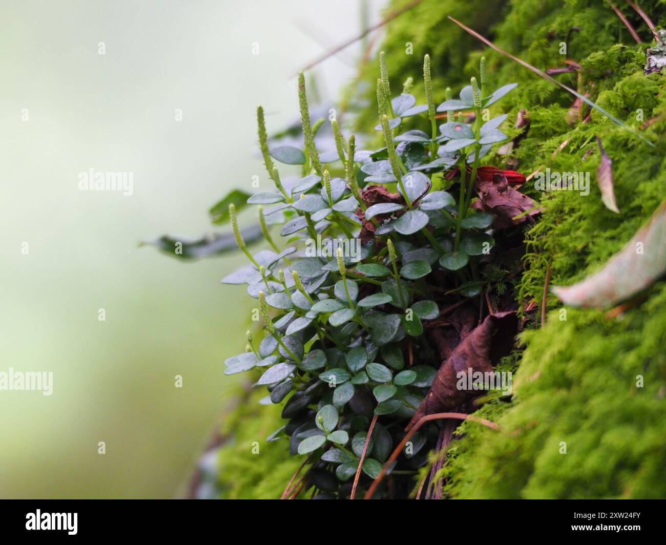 acorn peperomia (Peperomia tetraphylla) Plantae Stock Photo - Alamy