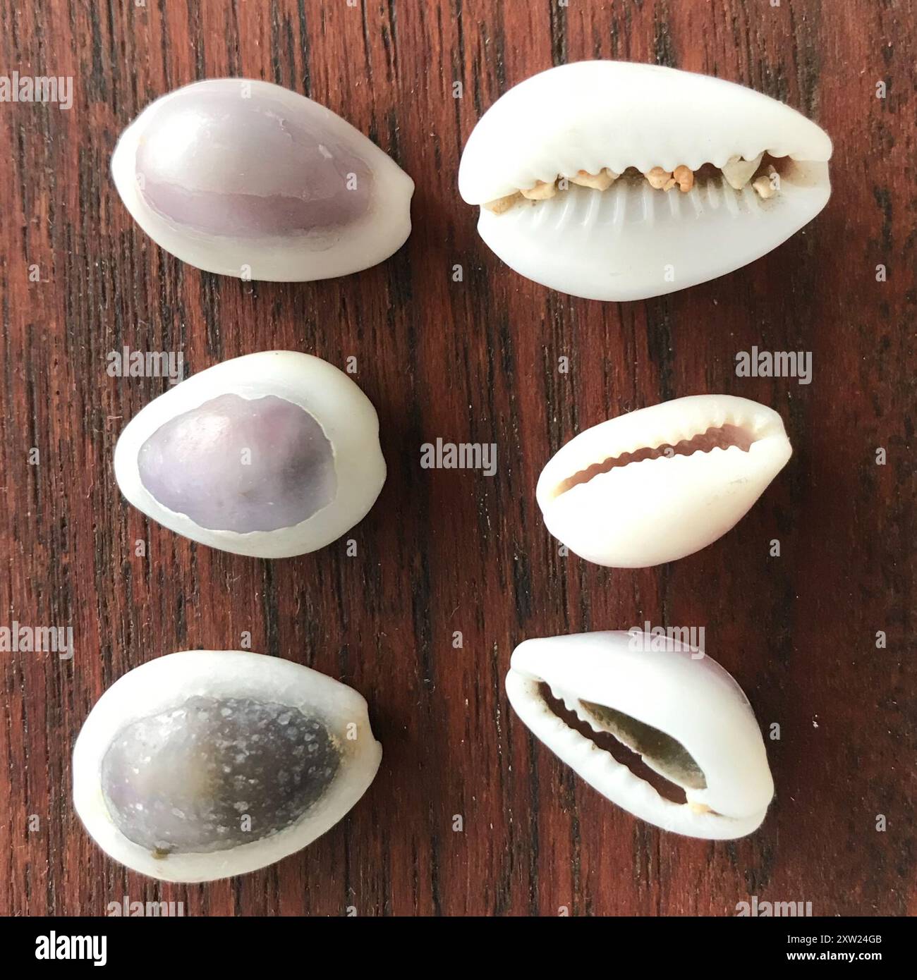 Gold Ring Cowry (Monetaria annulus) Mollusca Stock Photo - Alamy
