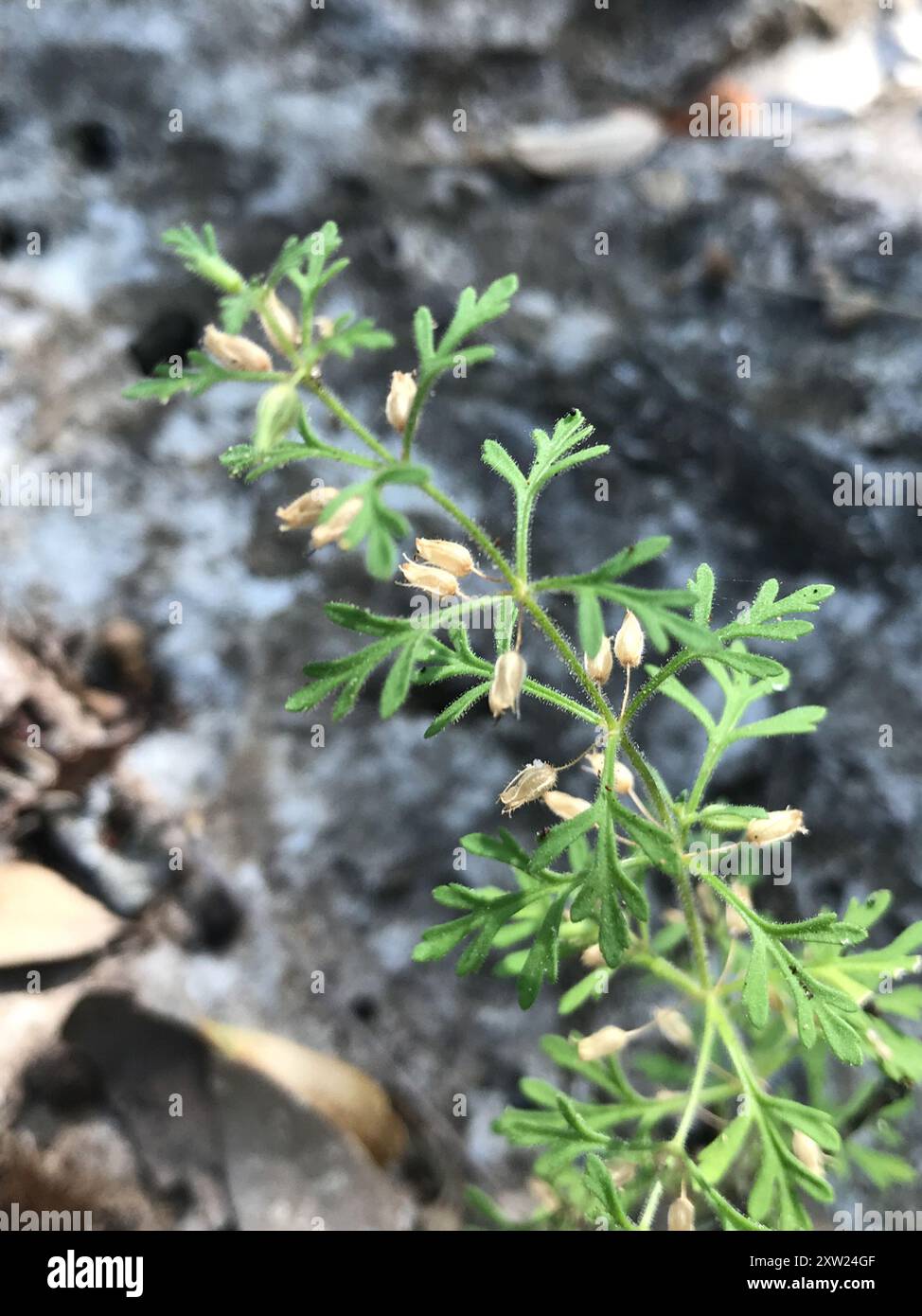 Obi-Wan conobea (Leucospora multifida) Plantae Stock Photo - Alamy
