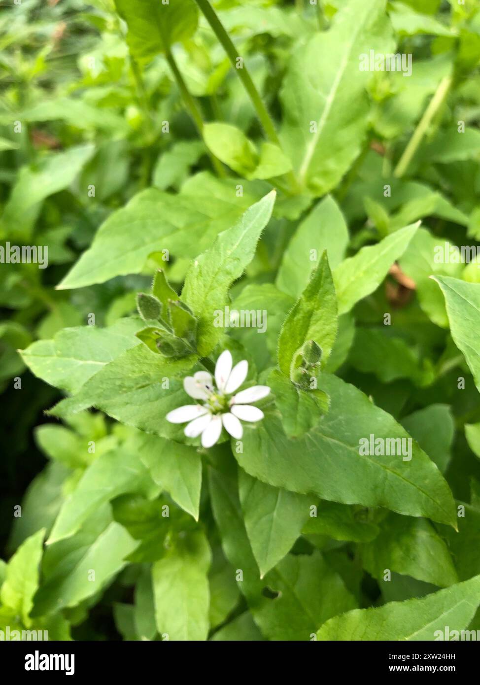 Water Chickweed (Stellaria aquatica) Plantae Stock Photo - Alamy