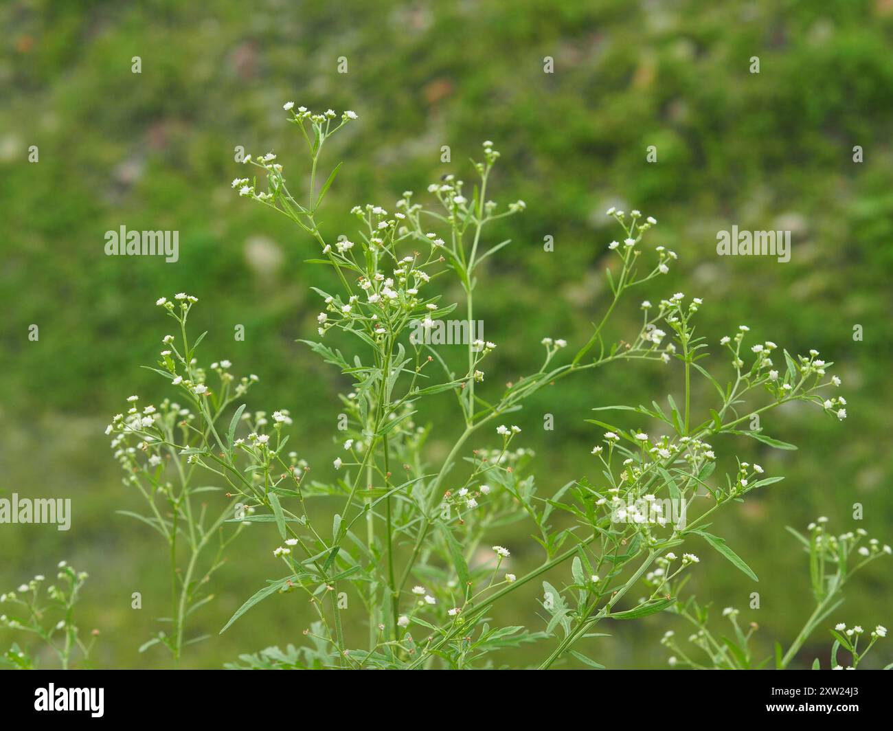 Santa Maria feverfew (Parthenium hysterophorus) Plantae Stock Photo - Alamy