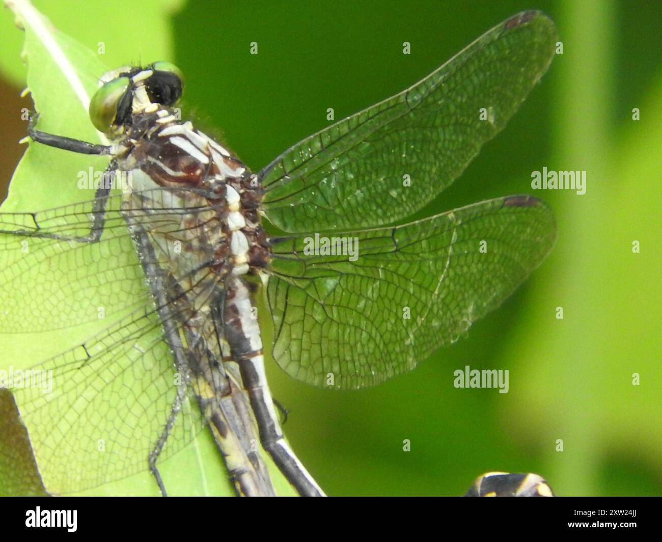 Black-shouldered Spinyleg (Dromogomphus spinosus) Insecta Stock Photo ...