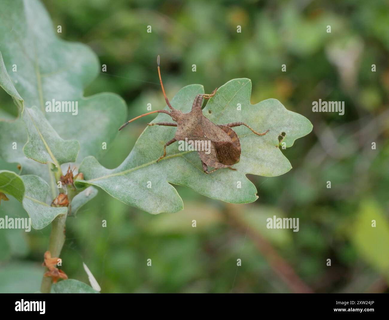Dock Bug (Coreus marginatus) Insecta Stock Photo - Alamy