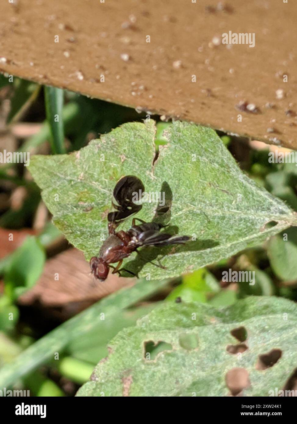 Common Picture-winged Fly (Delphinia picta) Insecta Stock Photo - Alamy