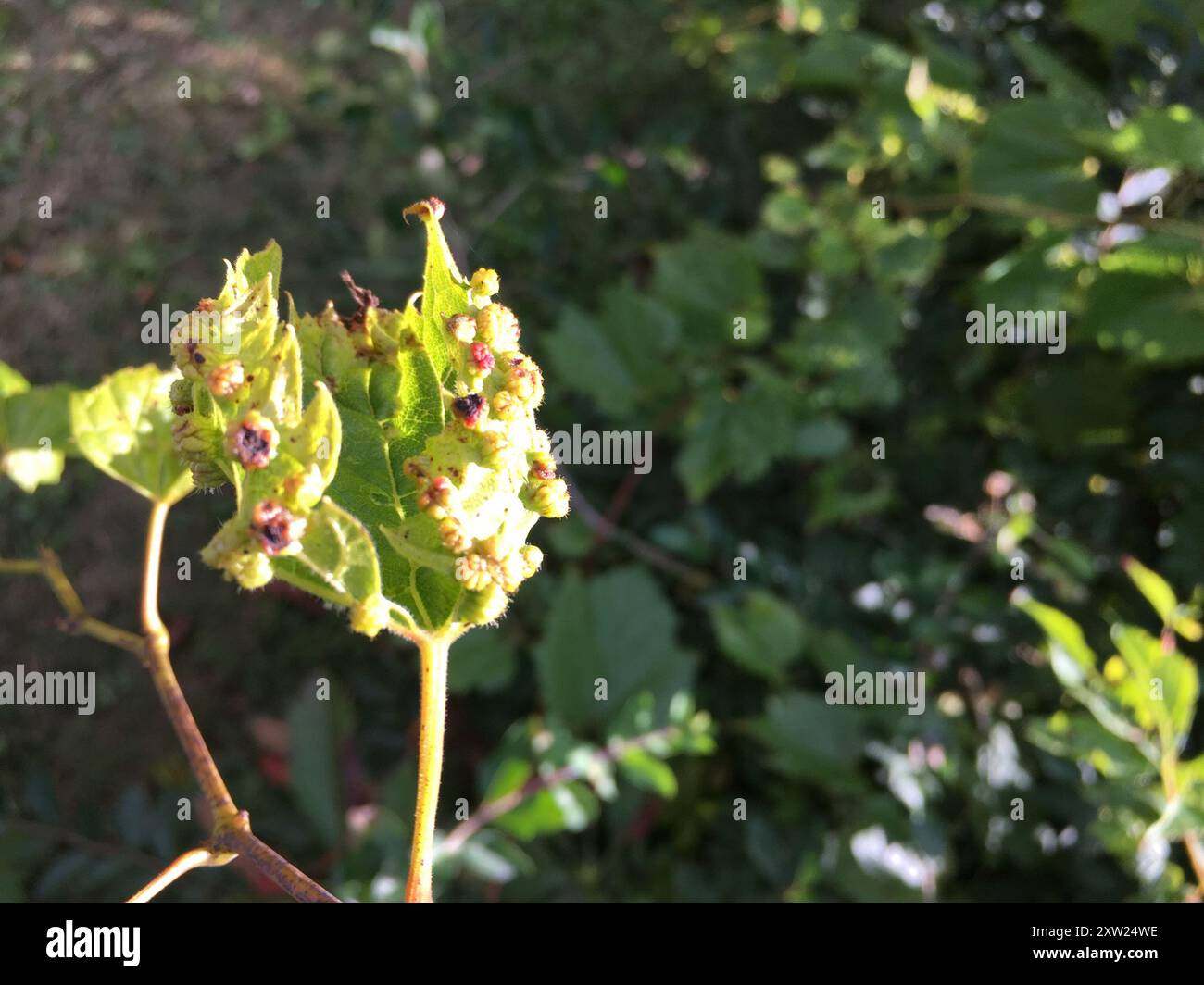 riverbank grape (Vitis riparia) Plantae Stock Photo - Alamy