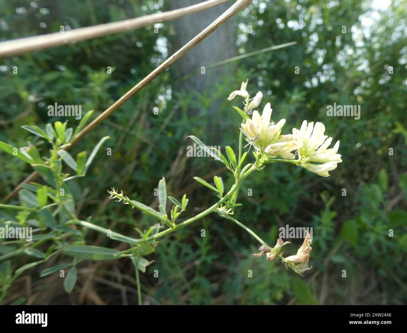 sickle alfalfa (Medicago falcata) Plantae Stock Photo - Alamy