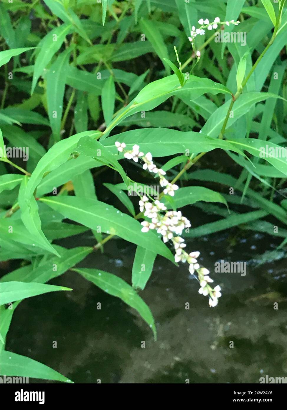 Dotted Smartweed (Persicaria punctata) Plantae Stock Photo - Alamy