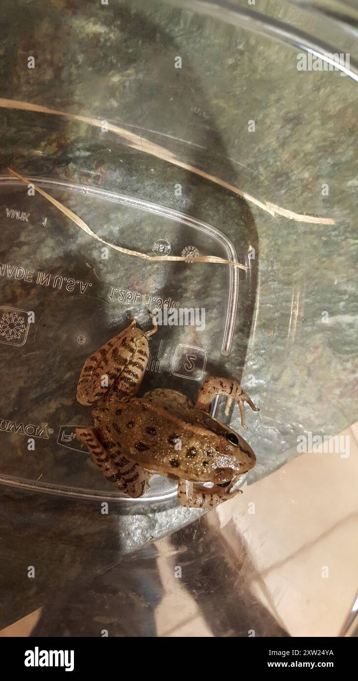 California Red-legged Frog (Rana draytonii) Amphibia Stock Photo - Alamy