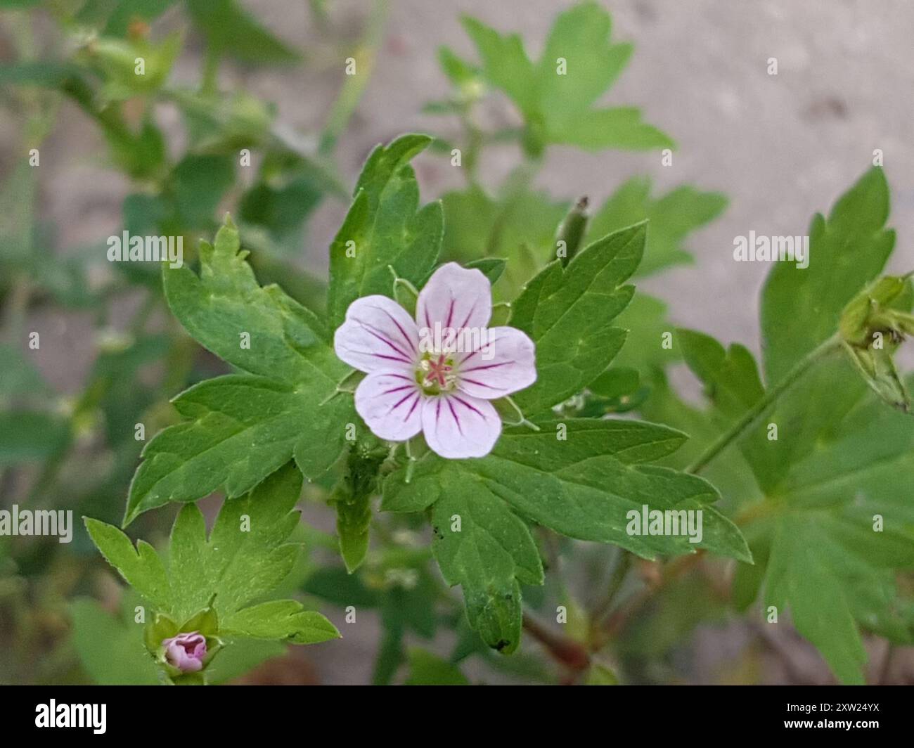 Siberian Crane's-bill (Geranium sibiricum) Plantae Stock Photo - Alamy