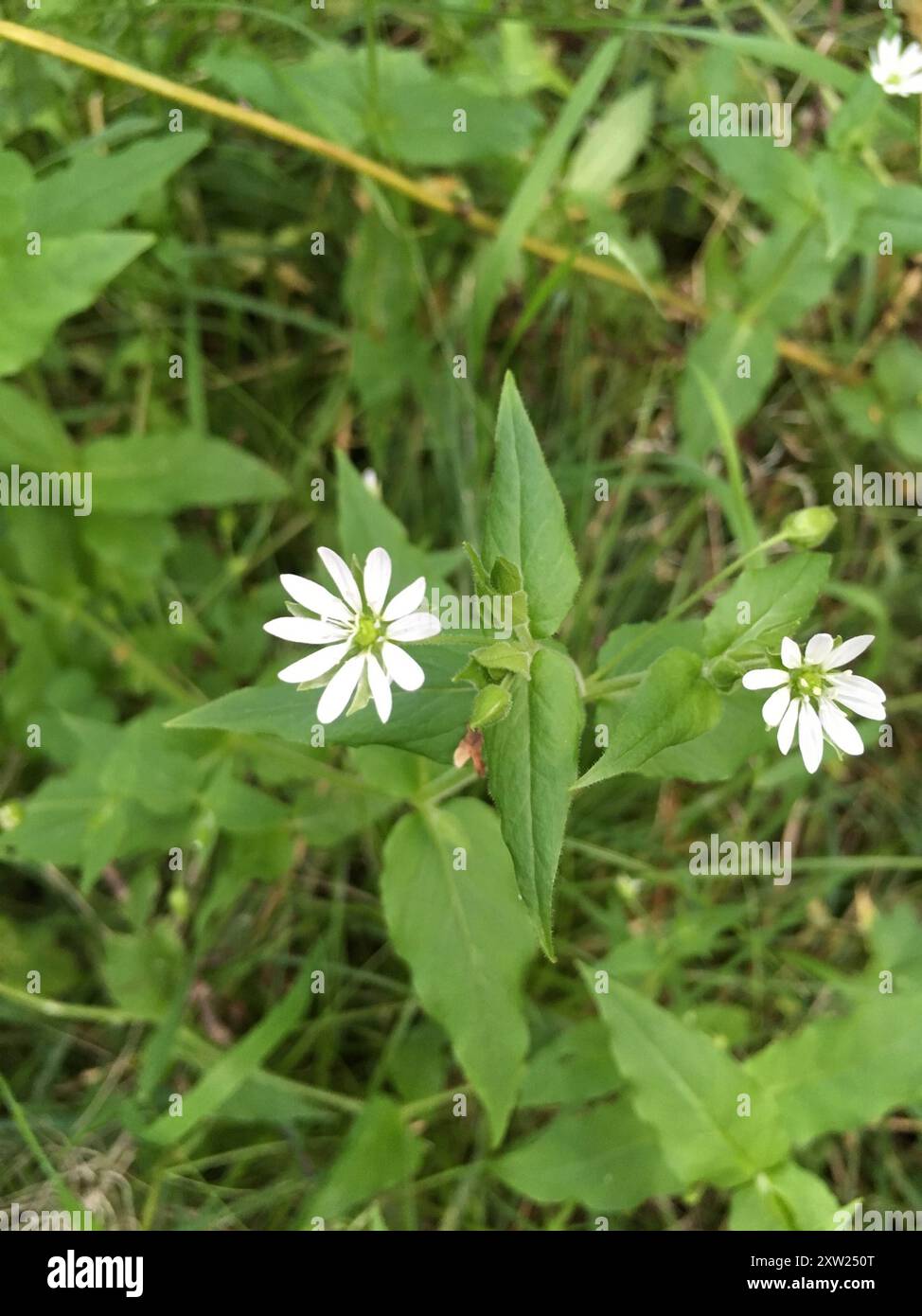 Water Chickweed (Stellaria aquatica) Plantae Stock Photo - Alamy