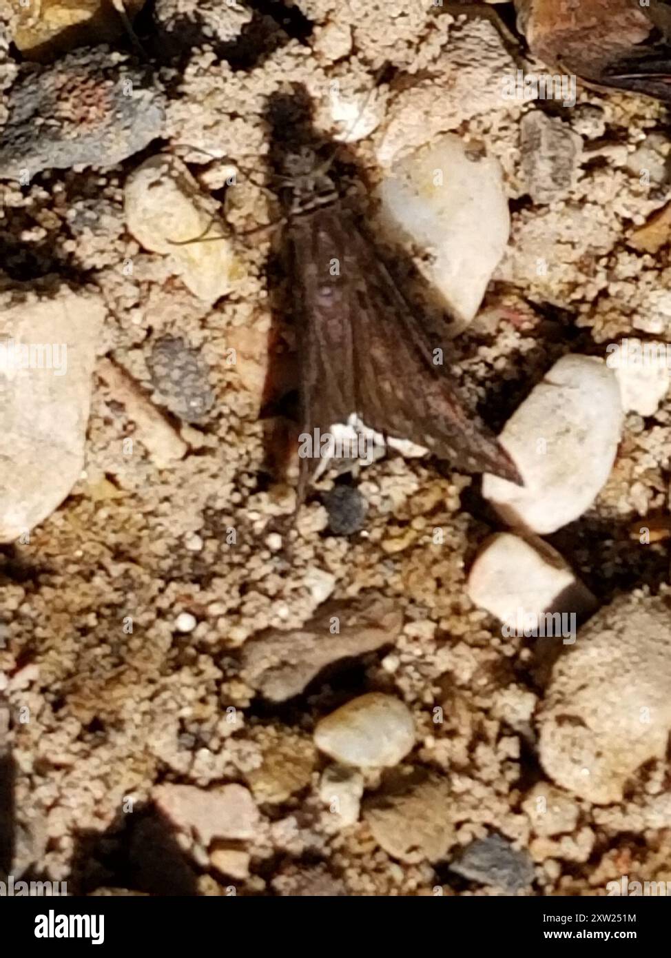 Funereal Duskywing (Erynnis funeralis) Insecta Stock Photo - Alamy