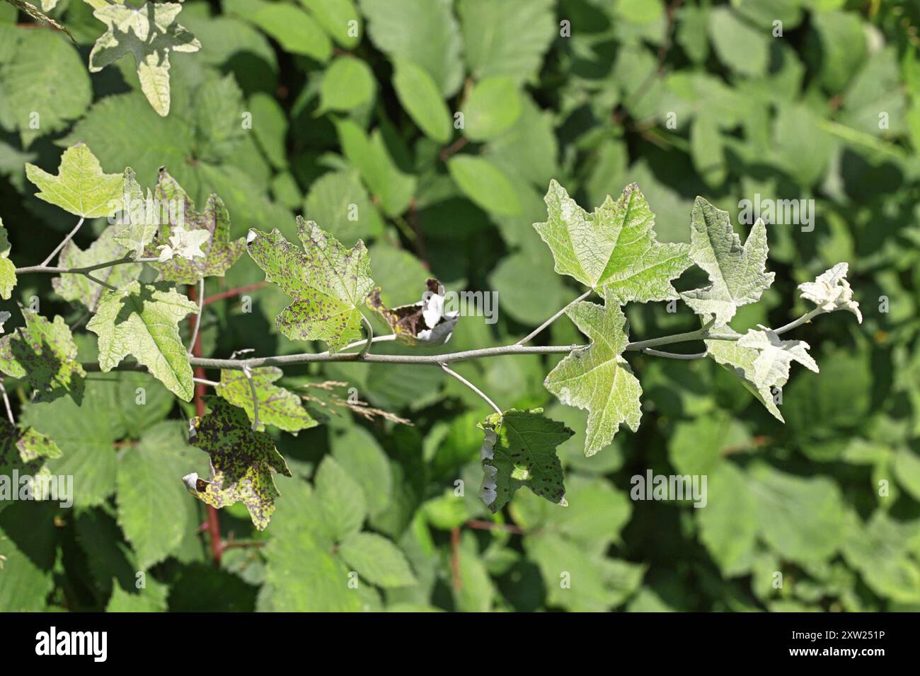 white poplar (Populus alba) Plantae Stock Photo - Alamy