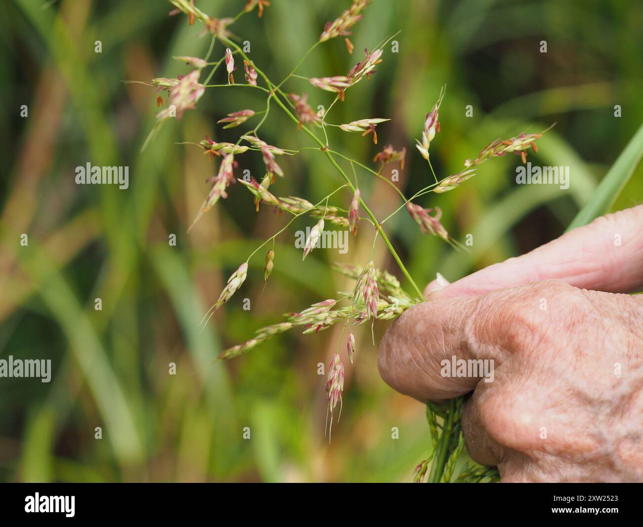 Johnson grass (Sorghum halepense) Plantae Stock Photo - Alamy