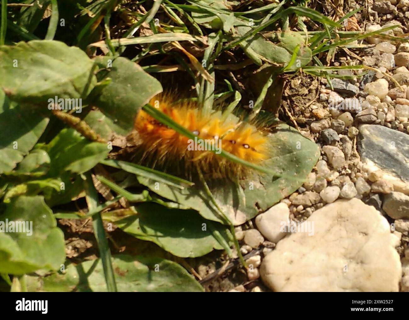 Sycamore Moth (Acronicta aceris) Insecta Stock Photo - Alamy