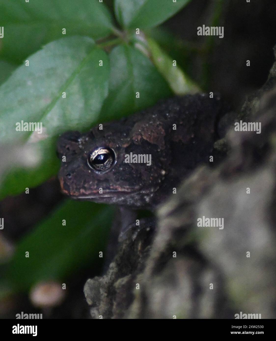 Southern Toad (Anaxyrus terrestris) Amphibia Stock Photo - Alamy