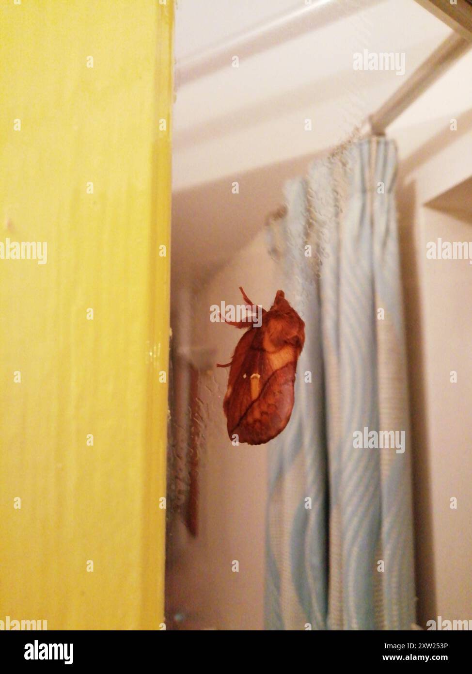 Drinker Moth (Euthrix potatoria) Insecta Stock Photo - Alamy