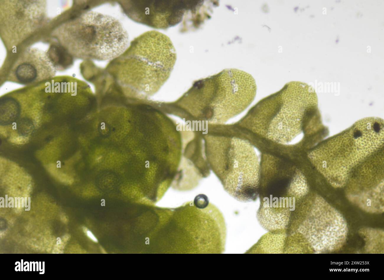 (Radula bolanderi) Plantae Stock Photo - Alamy