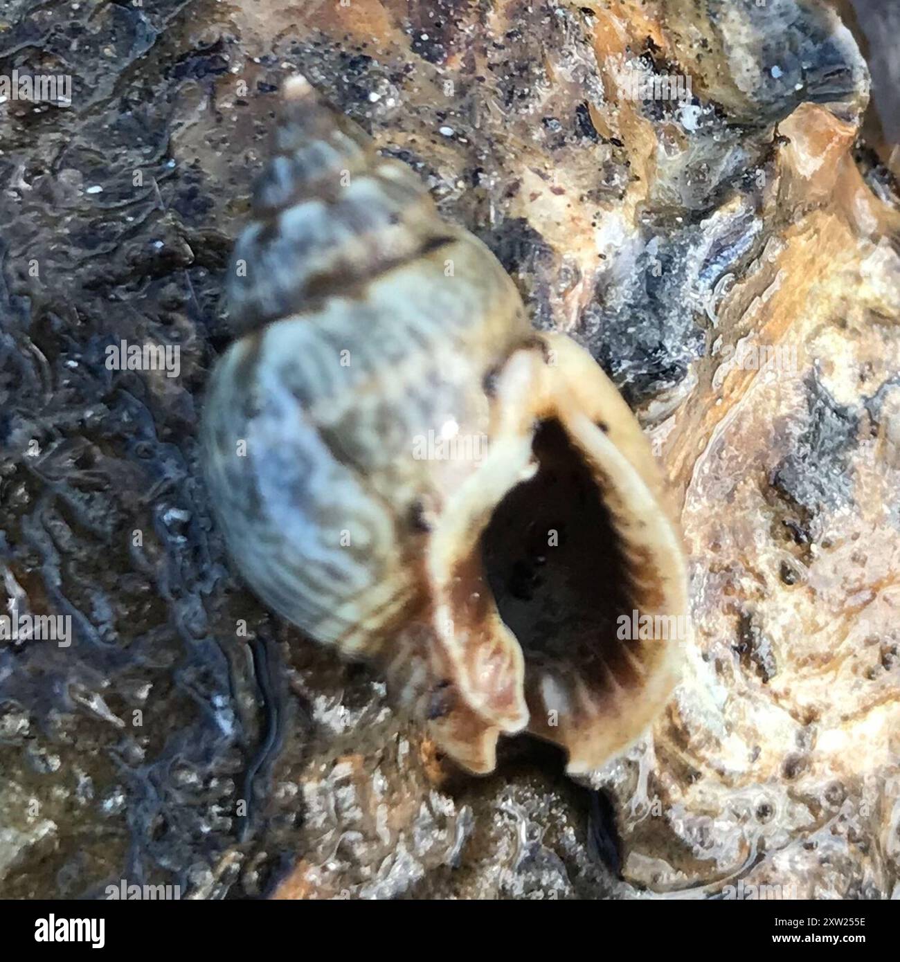 Gastropods (Gastropoda) Mollusca Stock Photo - Alamy