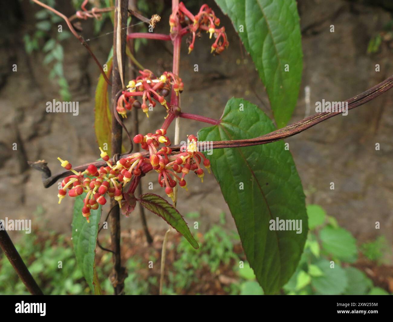 Begonia Vine (Cissus discolor) Plantae Stock Photo - Alamy
