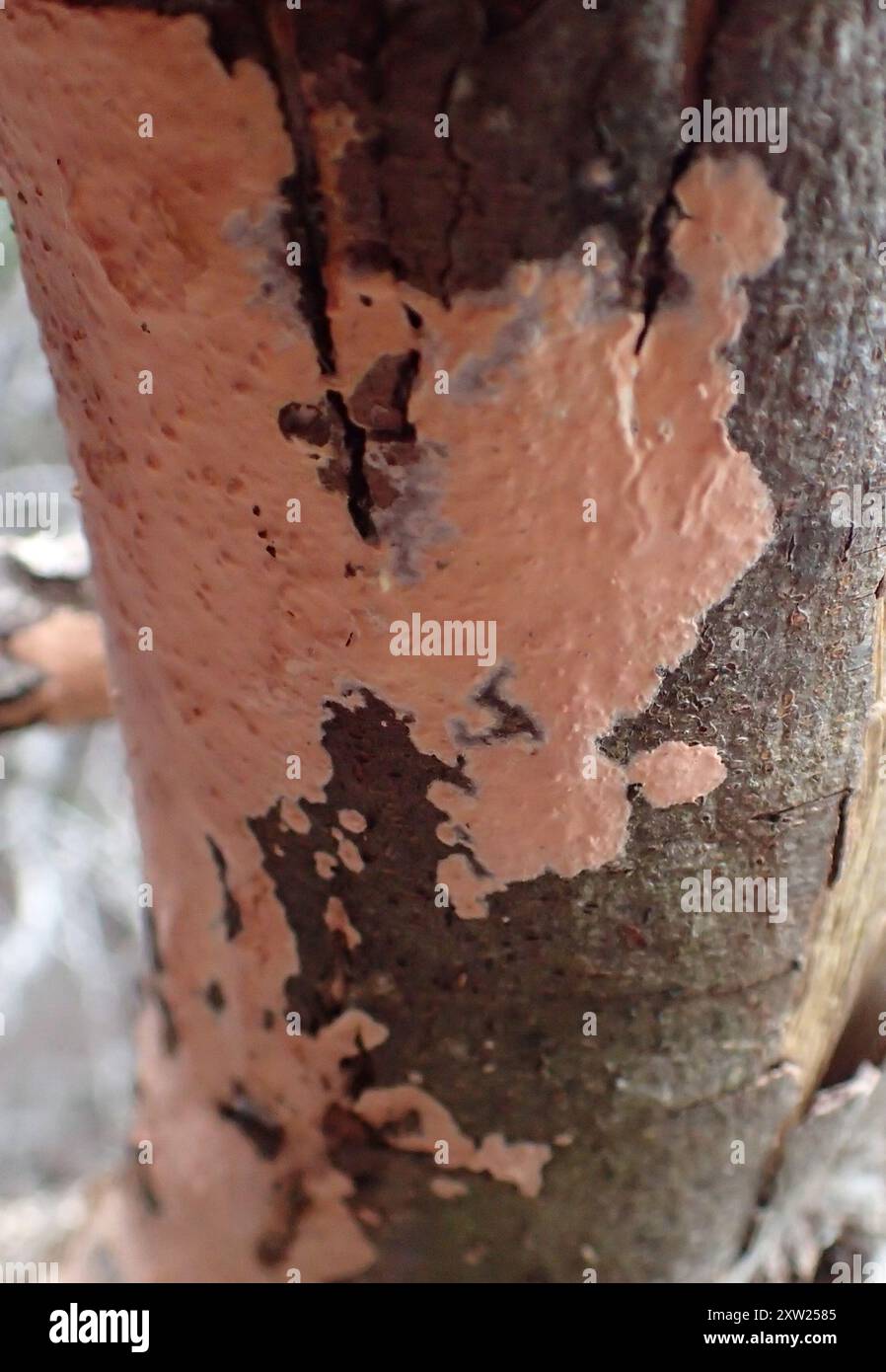 (Corticium roseum) Fungi Stock Photo - Alamy