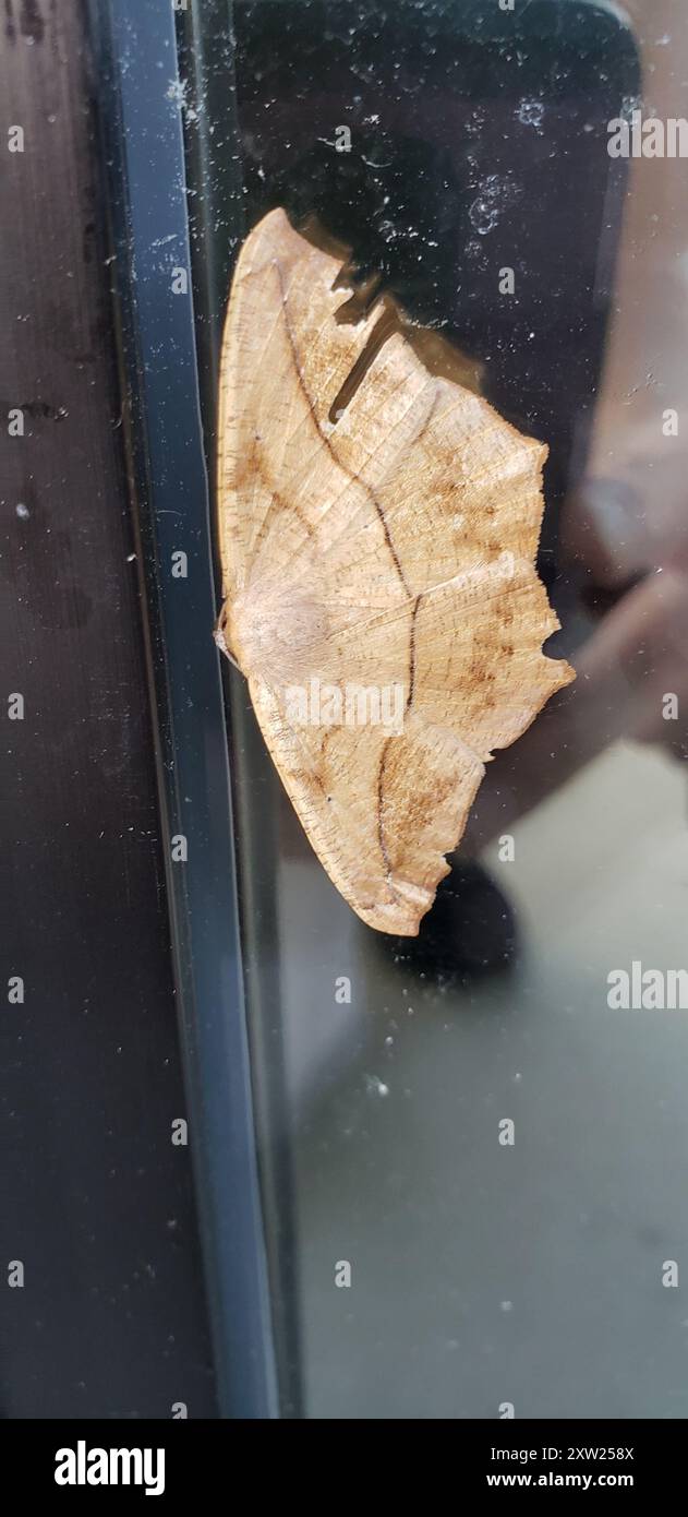 Large Maple Spanworm Moth (Prochoerodes lineola) Insecta Stock Photo ...