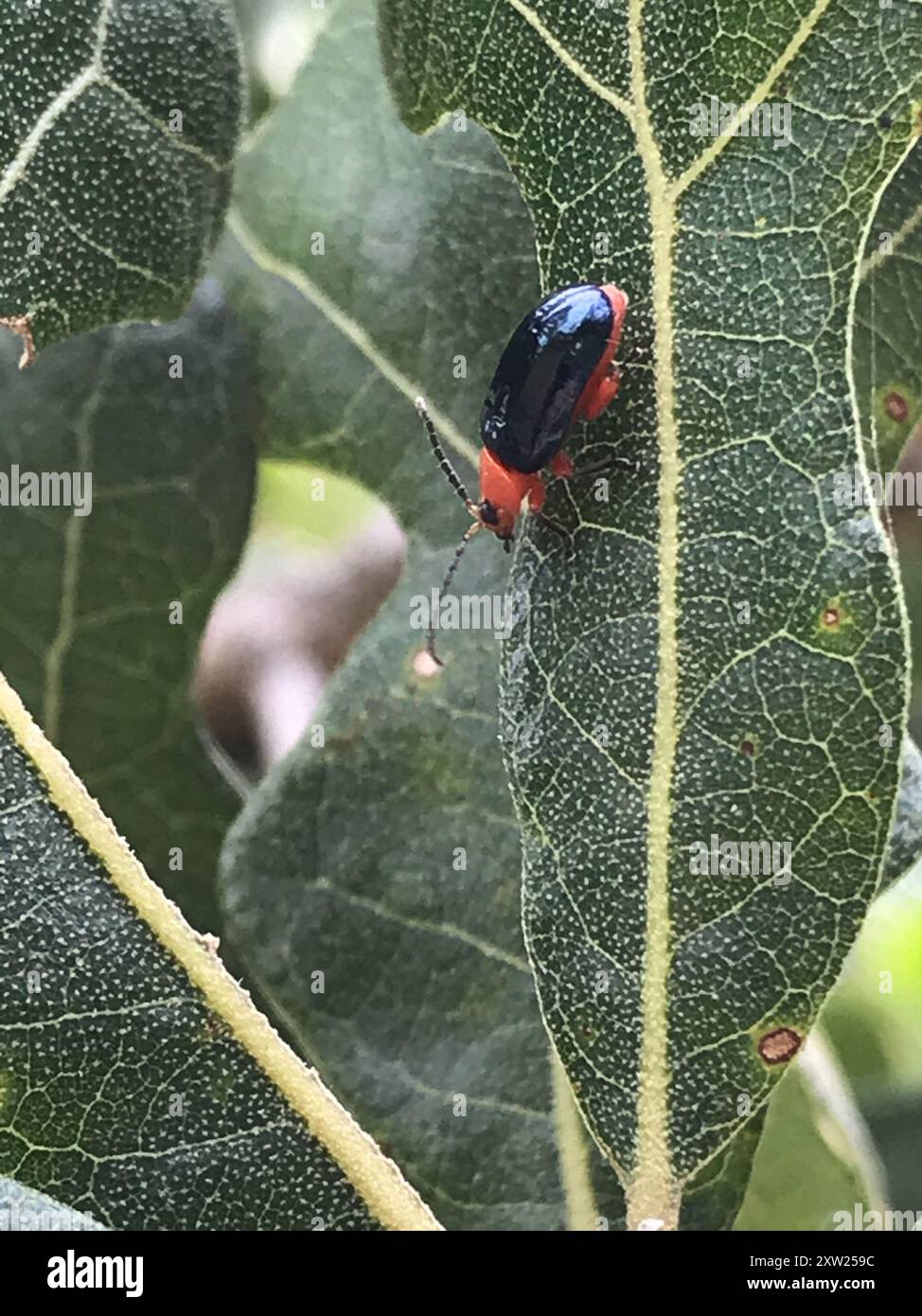 Shiny Flea Beetle (Asphaera lustrans) Insecta Stock Photo - Alamy