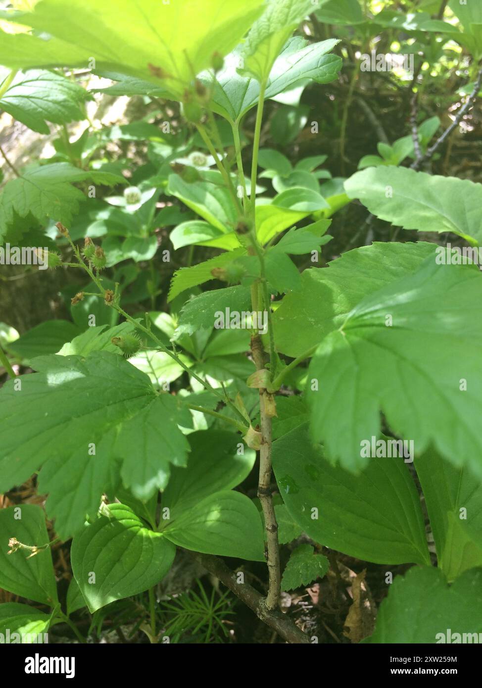 skunk currant (Ribes glandulosum) Plantae Stock Photo - Alamy