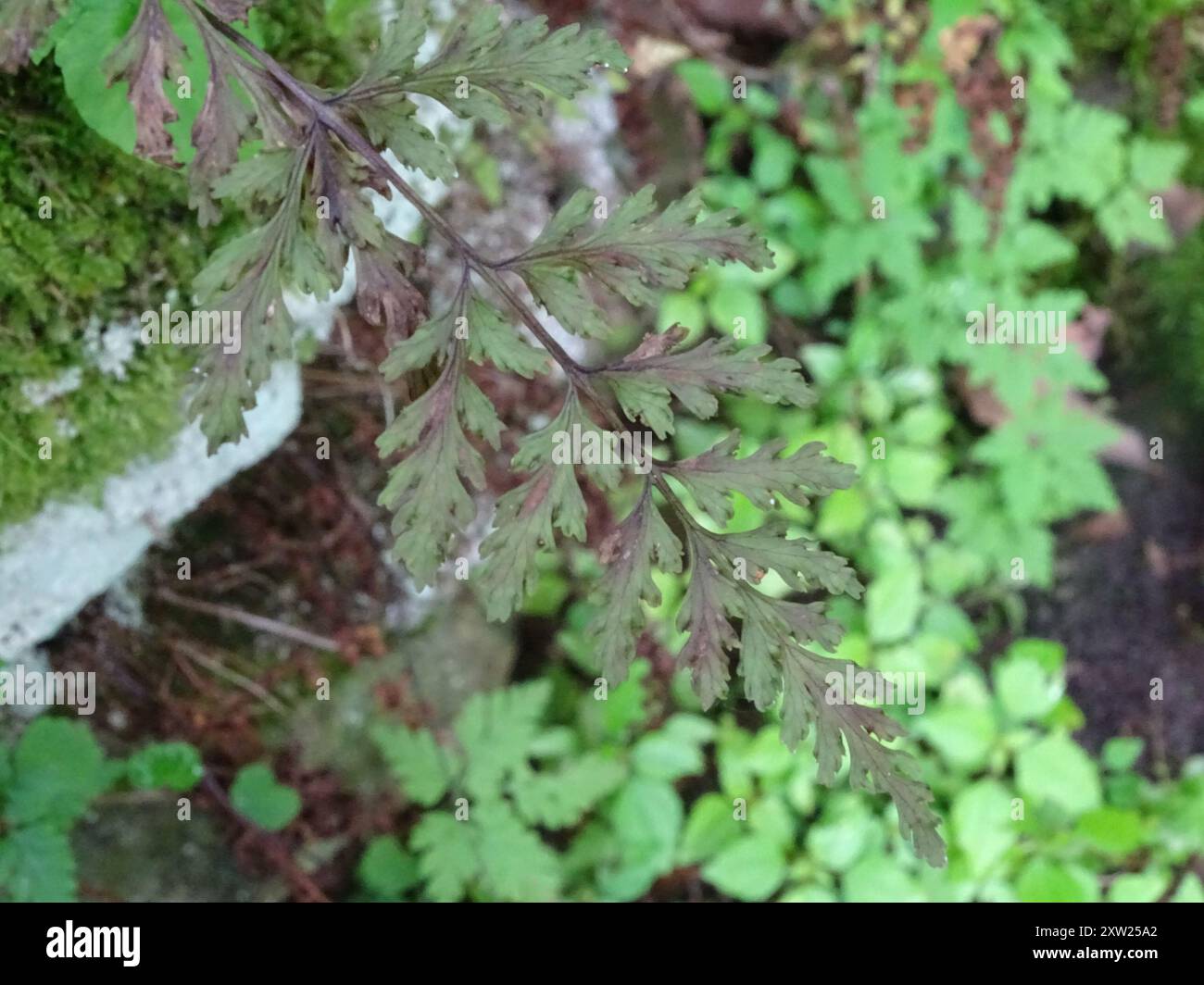 Mackay's Fragile Fern (Cystopteris tenuis) Plantae Stock Photo - Alamy