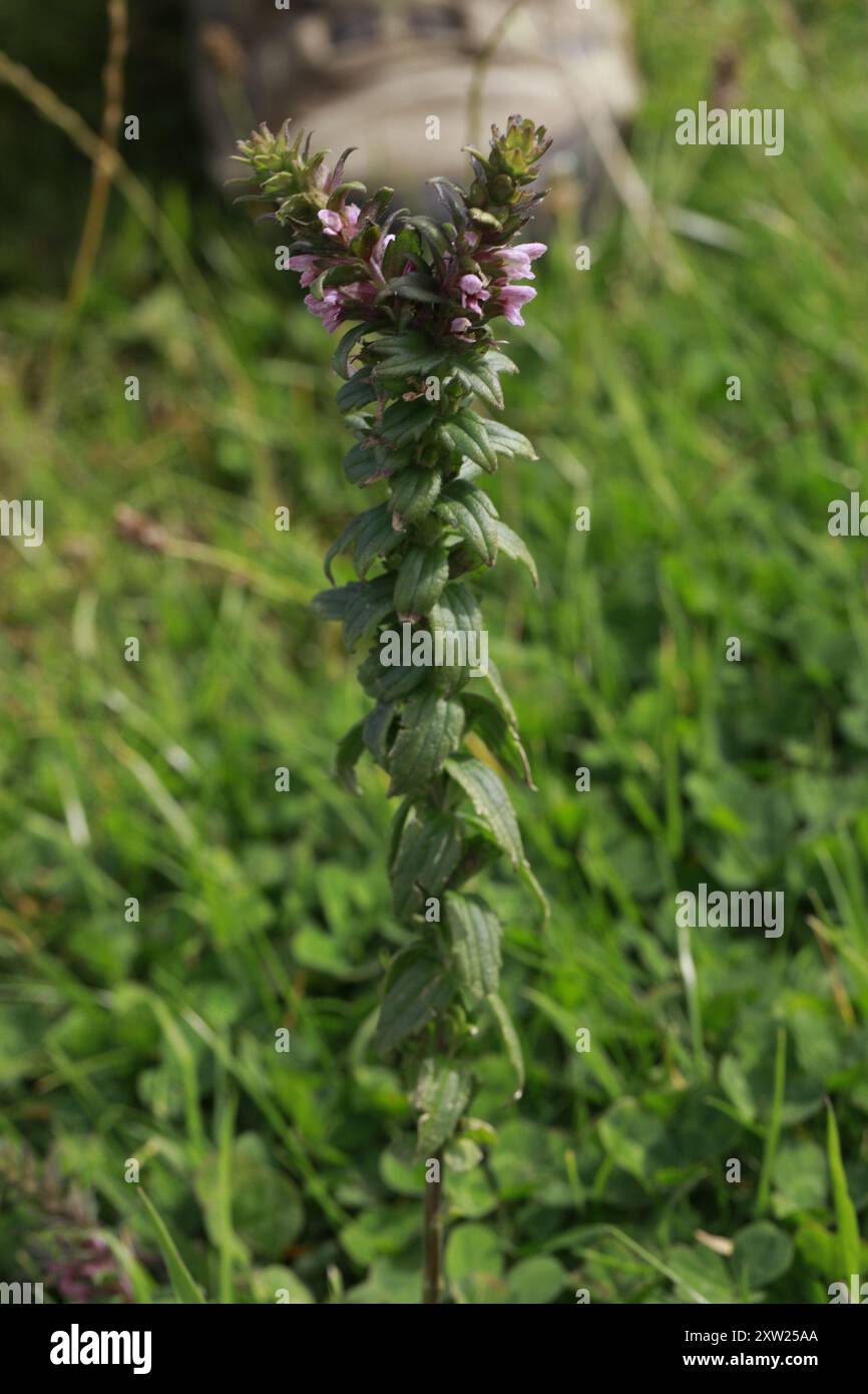 Red Bartsia (Odontites vernus) Plantae Stock Photo - Alamy