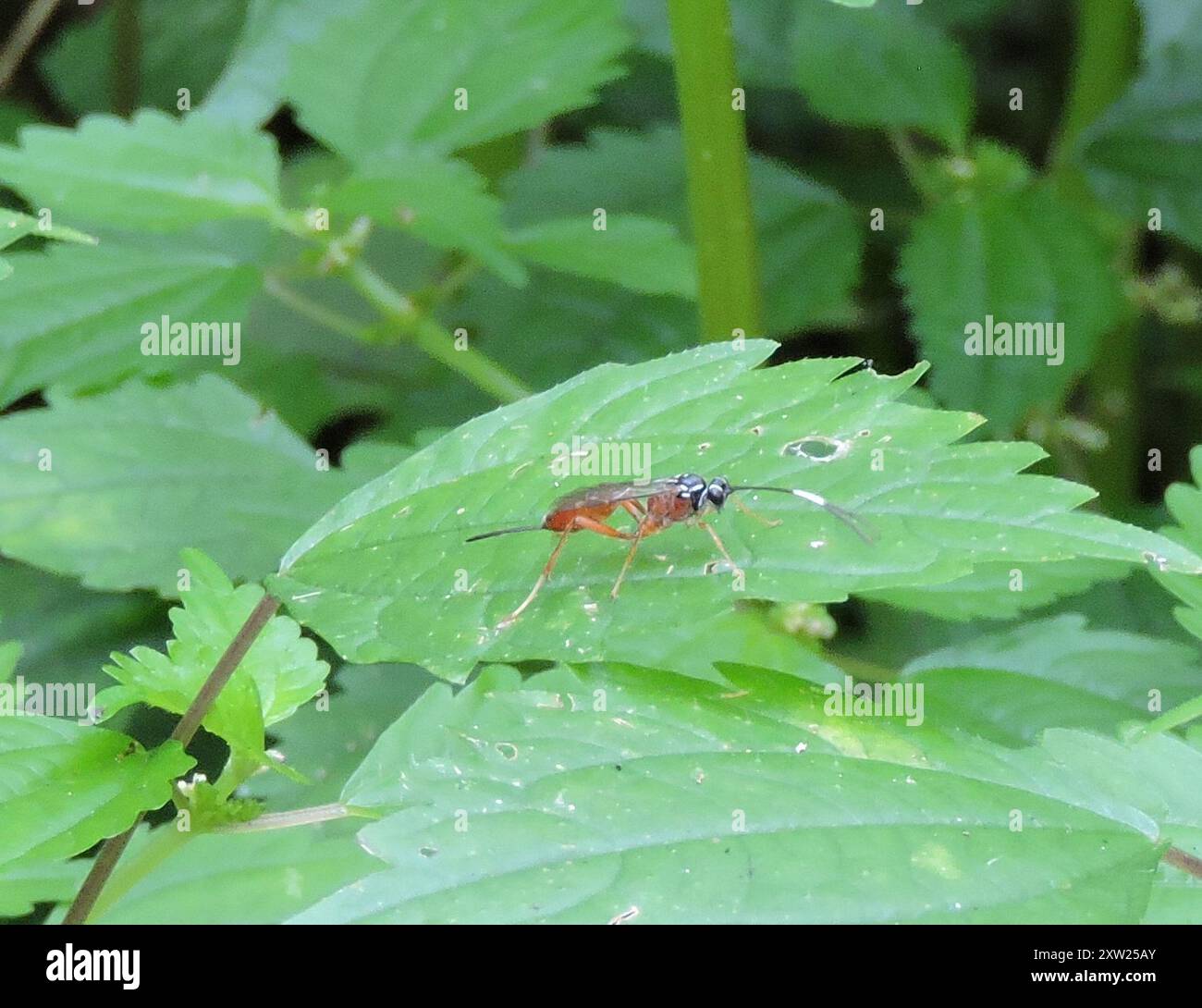 (Mesostenus thoracicus) Insecta Stock Photo - Alamy