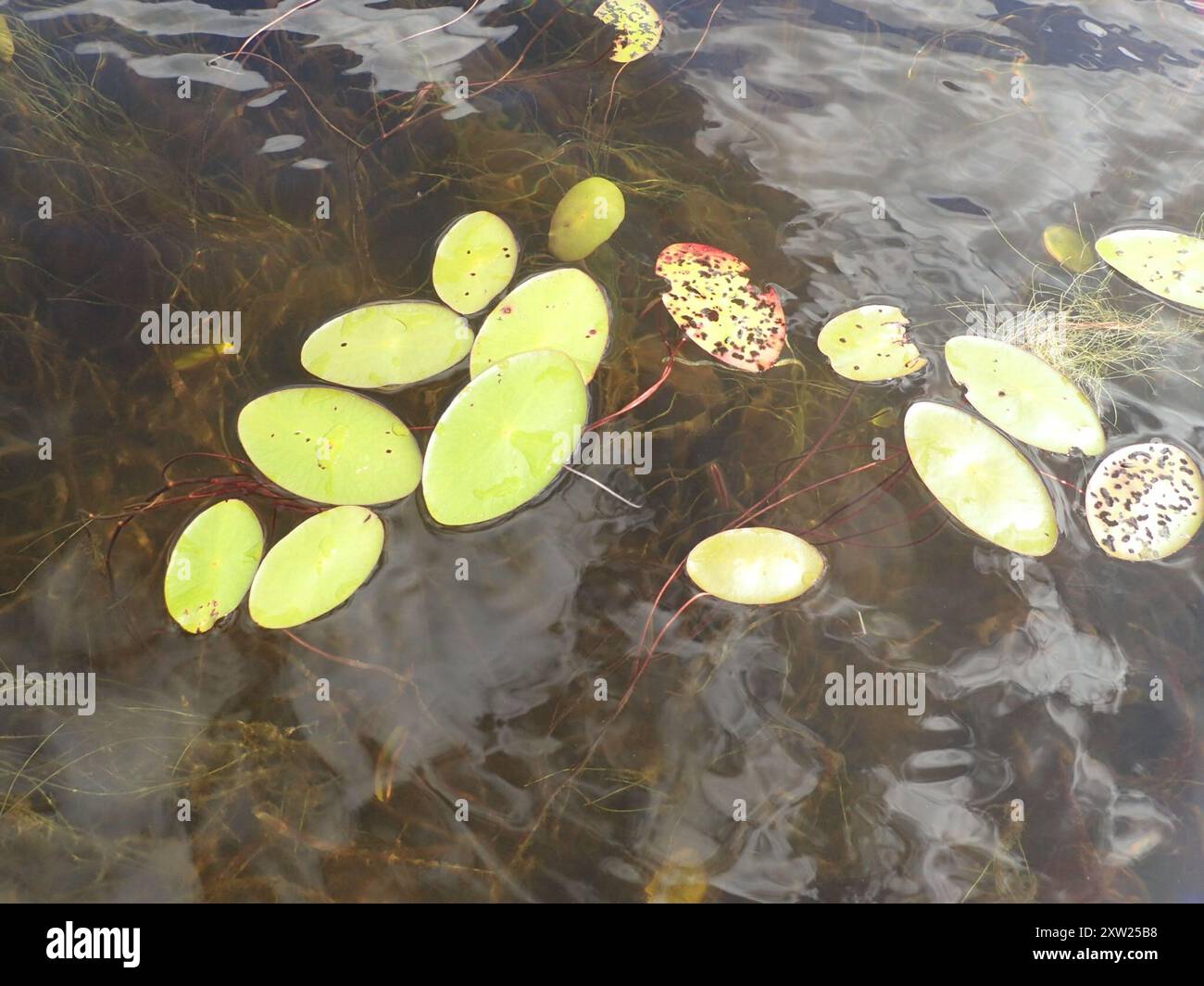 Watershield (Brasenia schreberi) Plantae Stock Photo - Alamy
