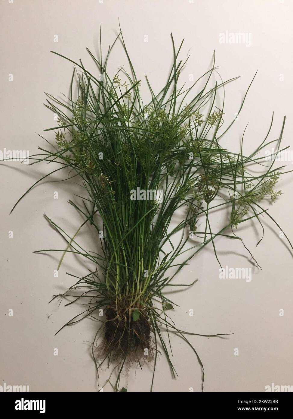 Bunchy flat-sedge (Cyperus polystachyos) Plantae Stock Photo - Alamy