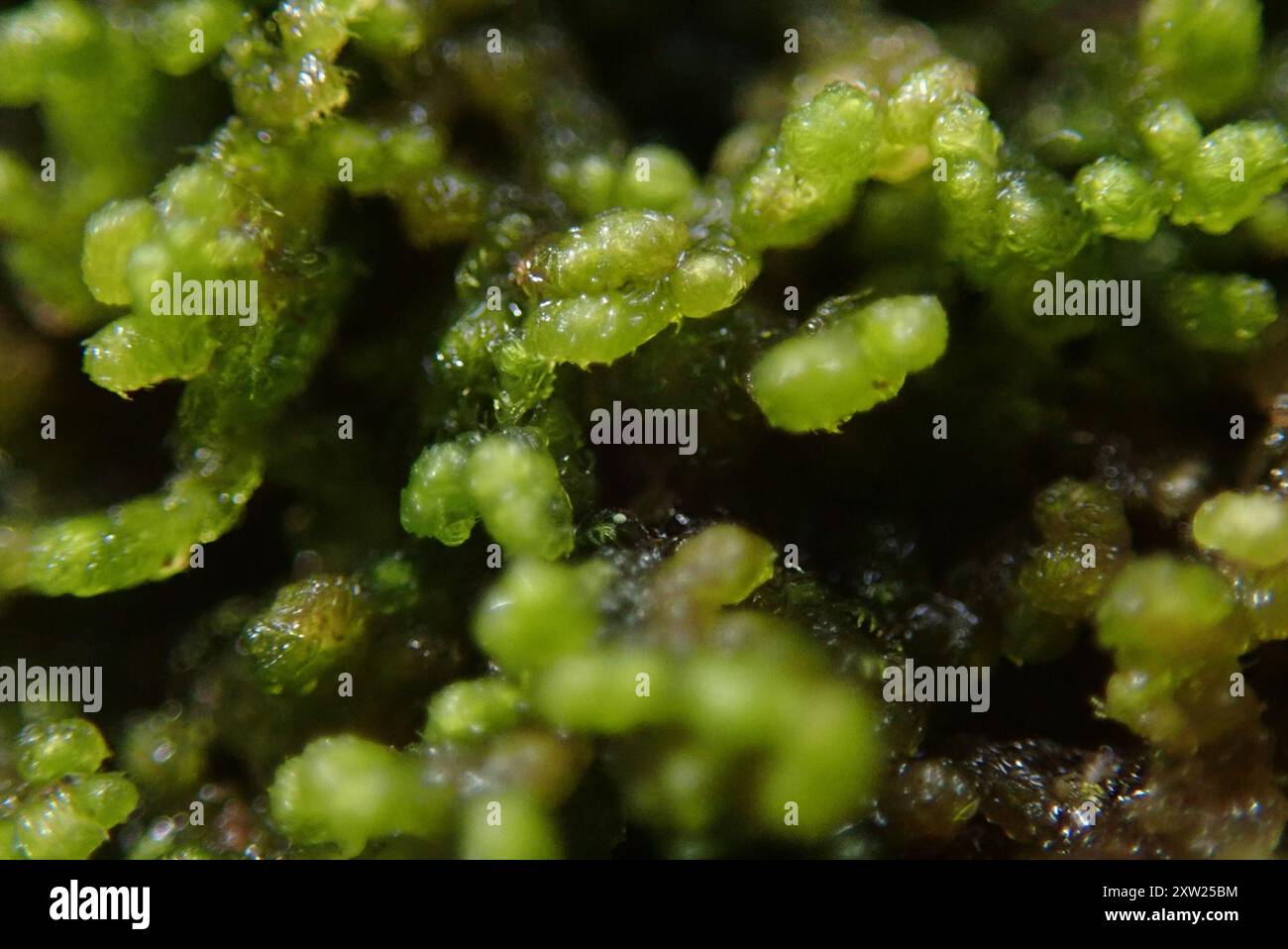 Tree Fringewort (Ptilidium pulcherrimum) Plantae Stock Photo - Alamy