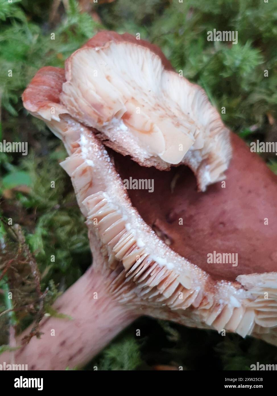 Rufous Milkcap (Lactarius rufus) Fungi Stock Photo - Alamy