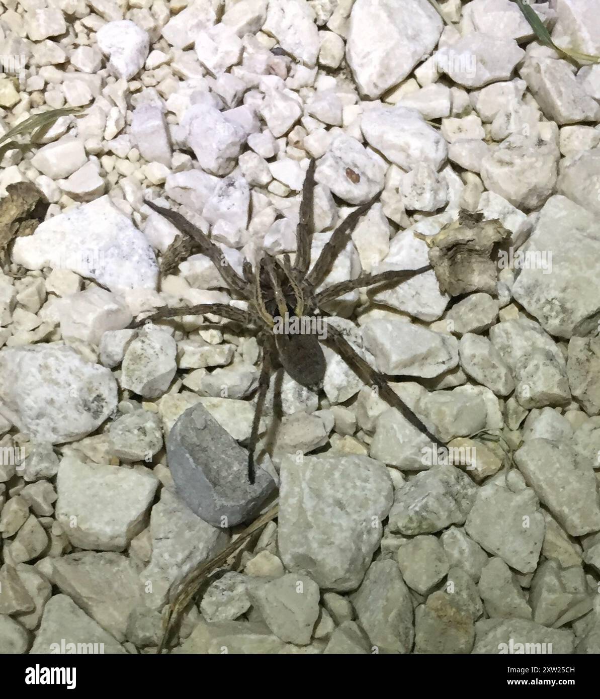 Radiated Wolf Spider (Hogna radiata) Arachnida Stock Photo - Alamy
