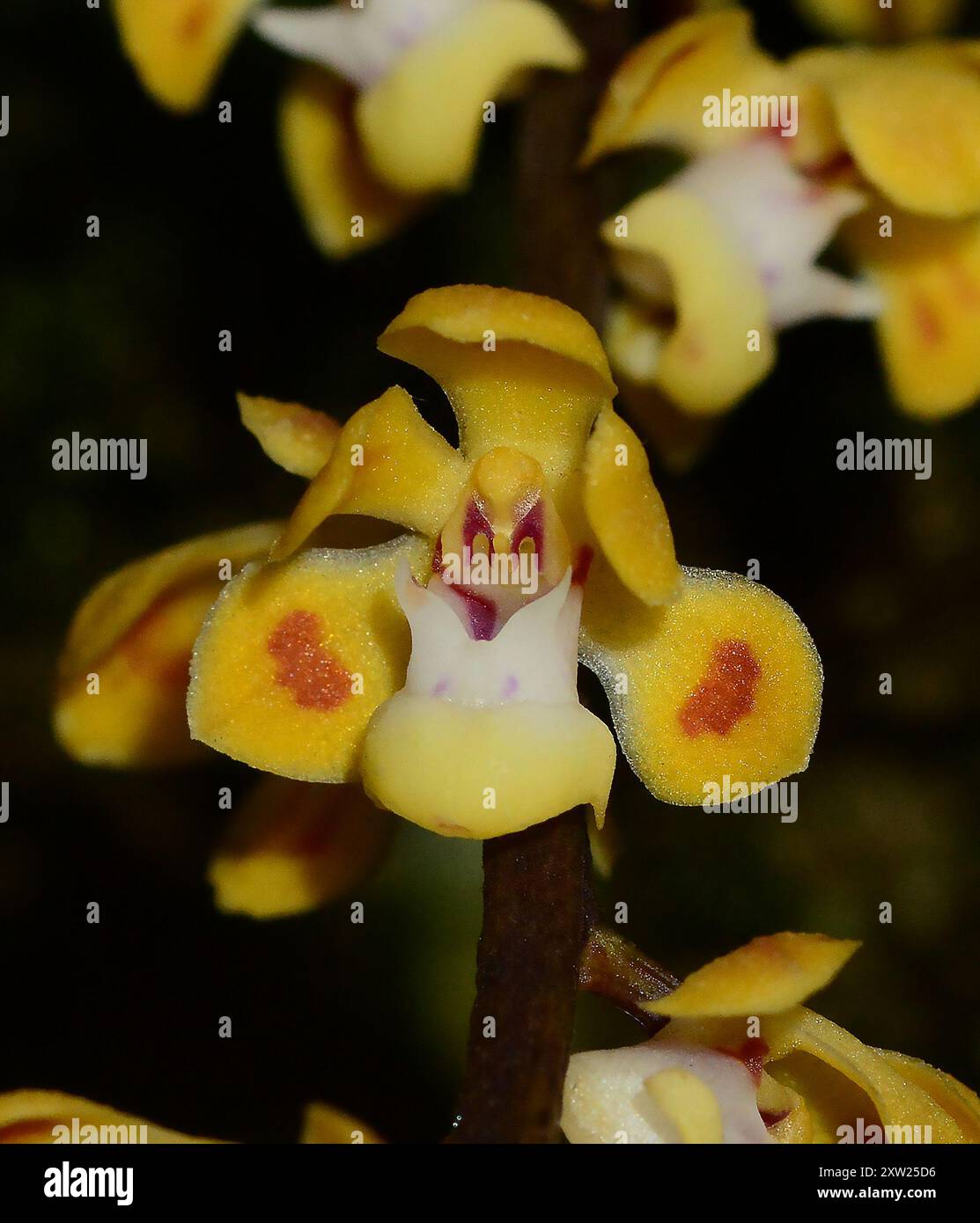 (Smithsonia maculata) Plantae Stock Photo - Alamy