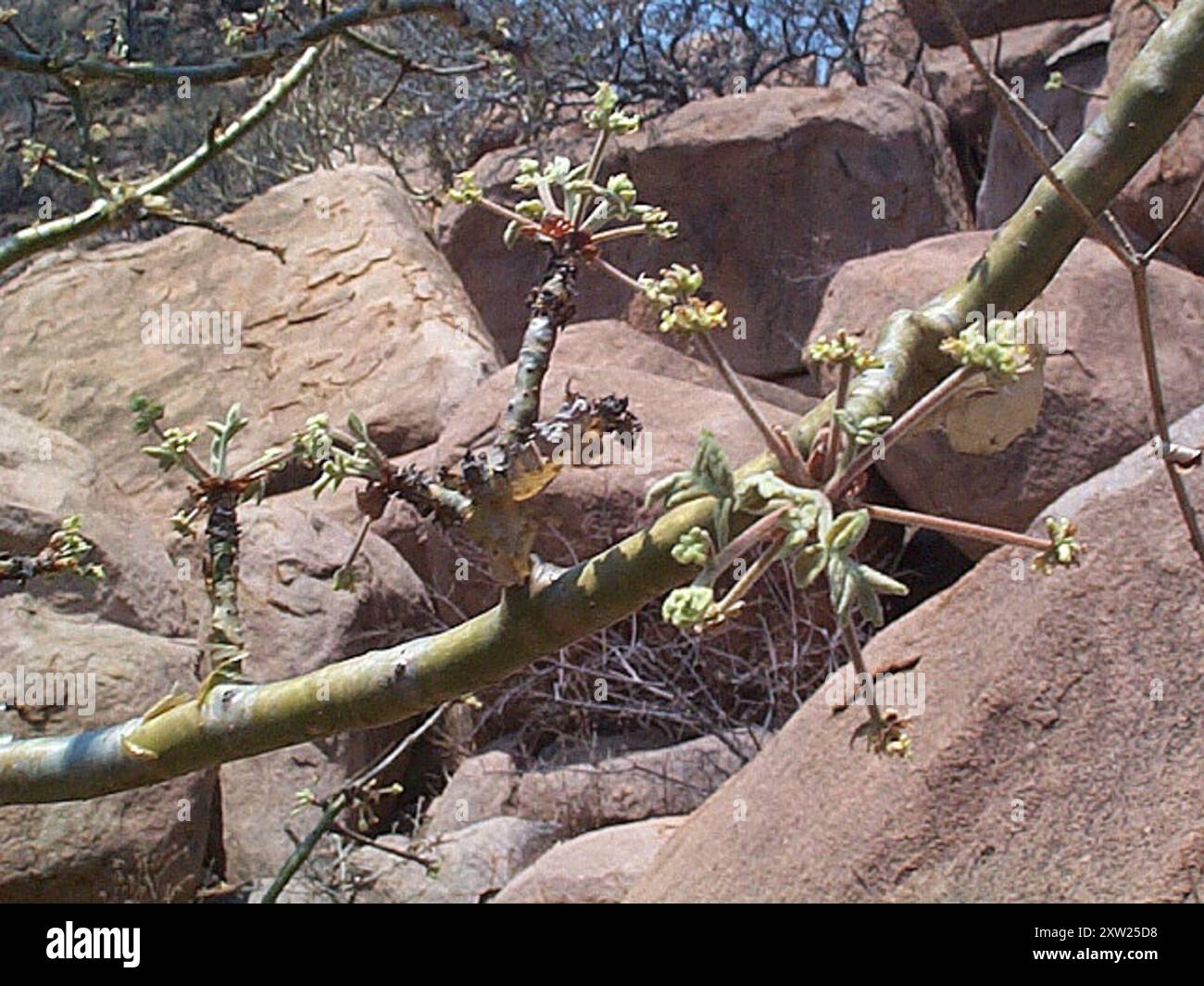 Paperbark Corkwood (Commiphora marlothii) Plantae Stock Photo - Alamy
