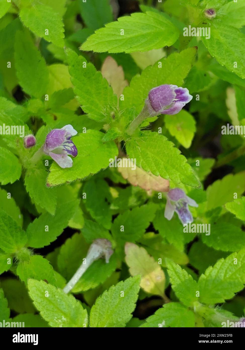 vascular plants (Tracheophyta) Plantae Stock Photo - Alamy