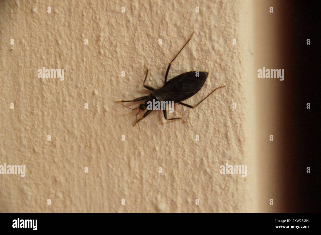 Masked Hunter (Reduvius personatus) Insecta Stock Photo - Alamy