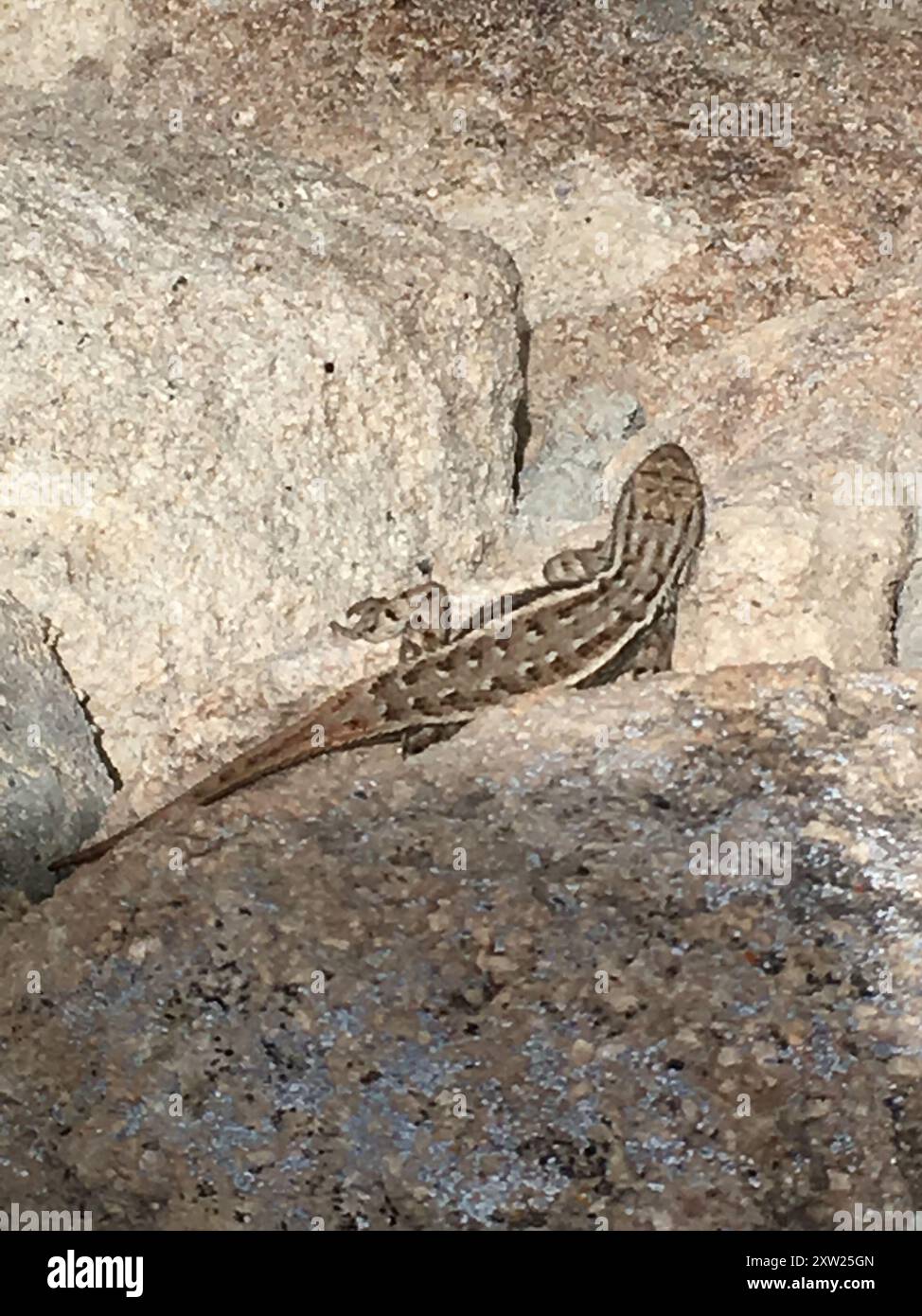 Southwestern Fence Lizard (Sceloporus cowlesi) Reptilia Stock Photo - Alamy