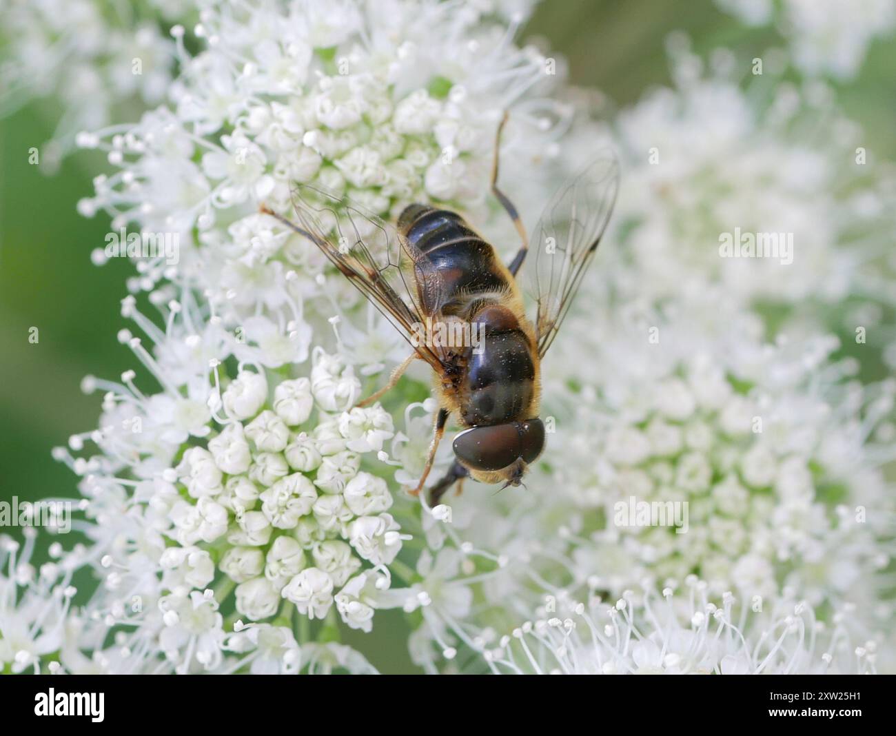 Tapered Drone Fly (Eristalis pertinax) Insecta Stock Photo - Alamy