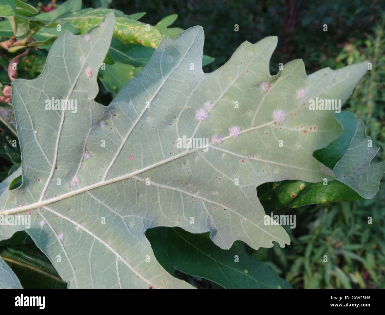 oak flake gall wasp (Neuroterus quercusverrucarum) Insecta Stock Photo ...
